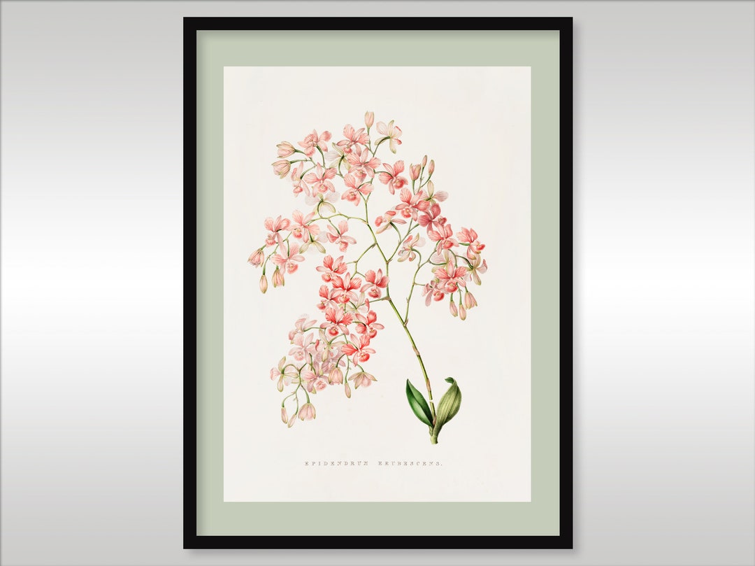 Orchid Art Print: Botanical Illustration by James Bateman (1811-1897 ...