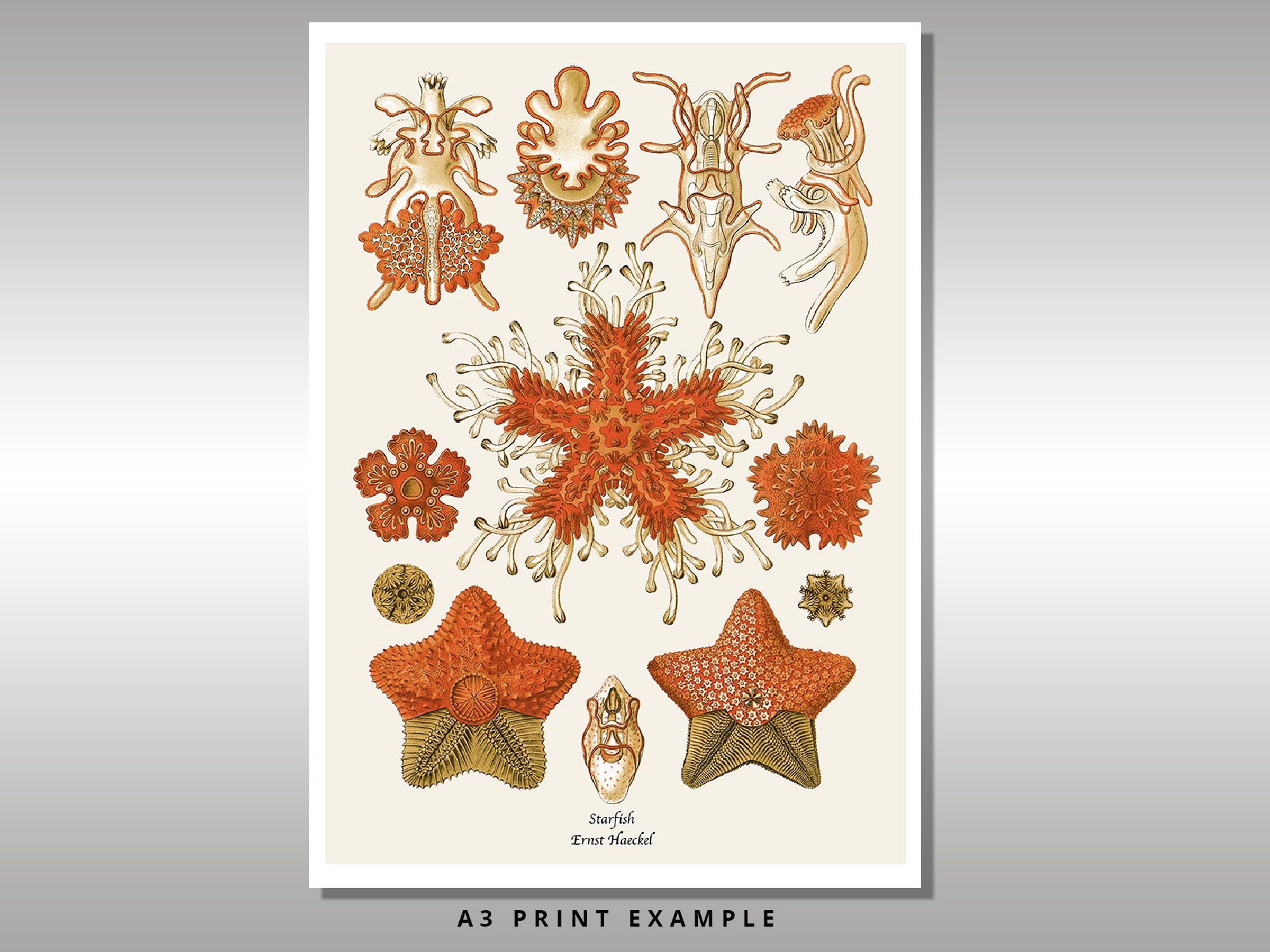 Starfish Reproduction