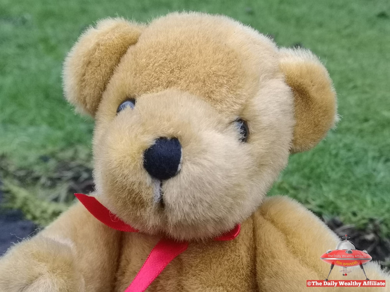 Teddy Hermann Teddy Bear Germany Vintage - Etsy