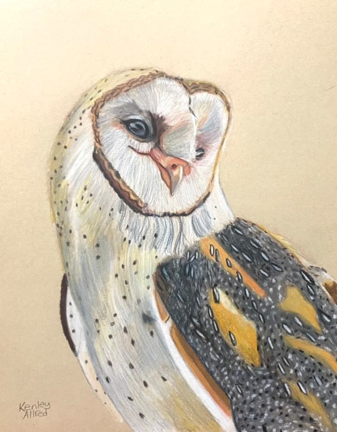 Original Art Owl Colored Pencil Drawing on Tan Toned Paper Size 11”x14 ...