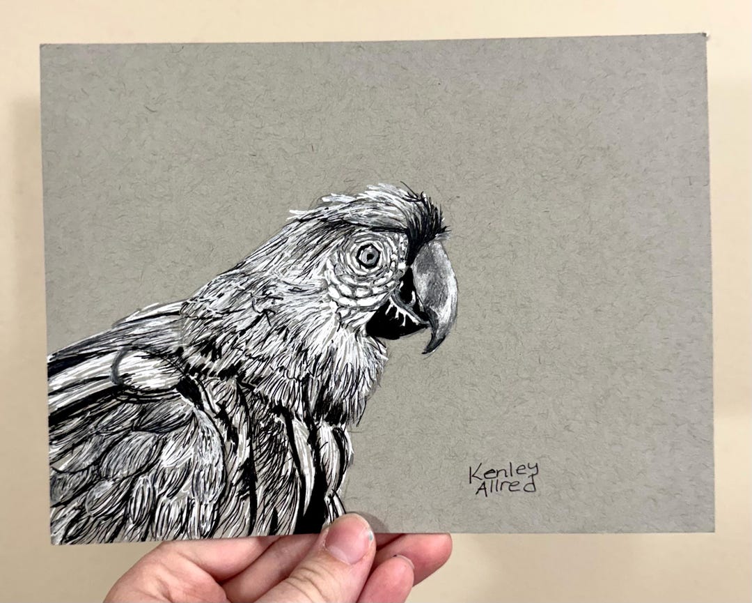 Original Art Parrot Bird Ink Drawing on Gray Toned Paper Bird Art ...