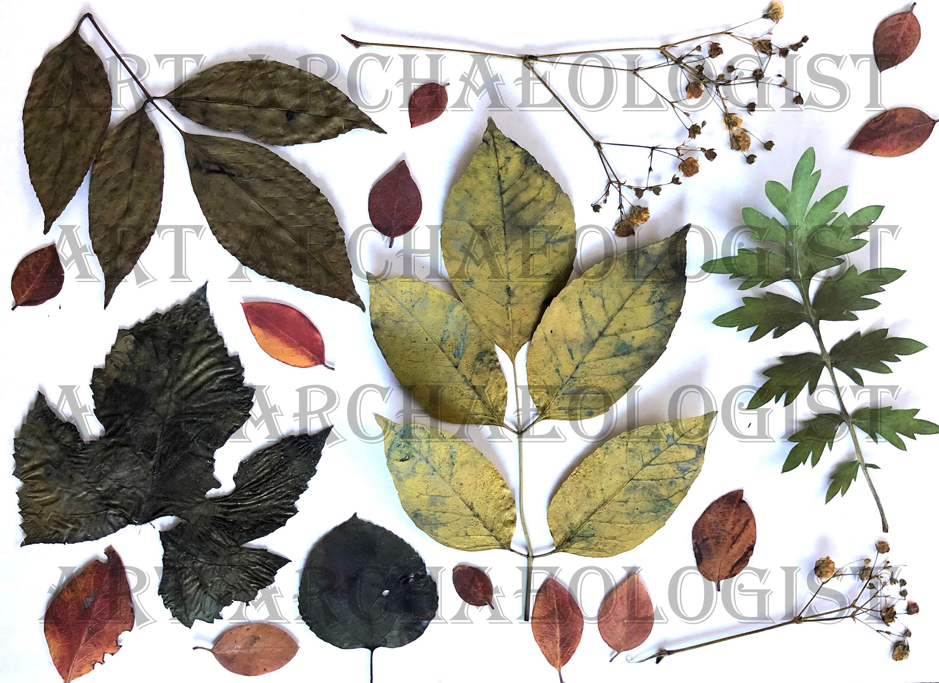 Pressed Leaf Printables. Leaf Photo Pages Kit 1. 30 8 X 11 Printable ...