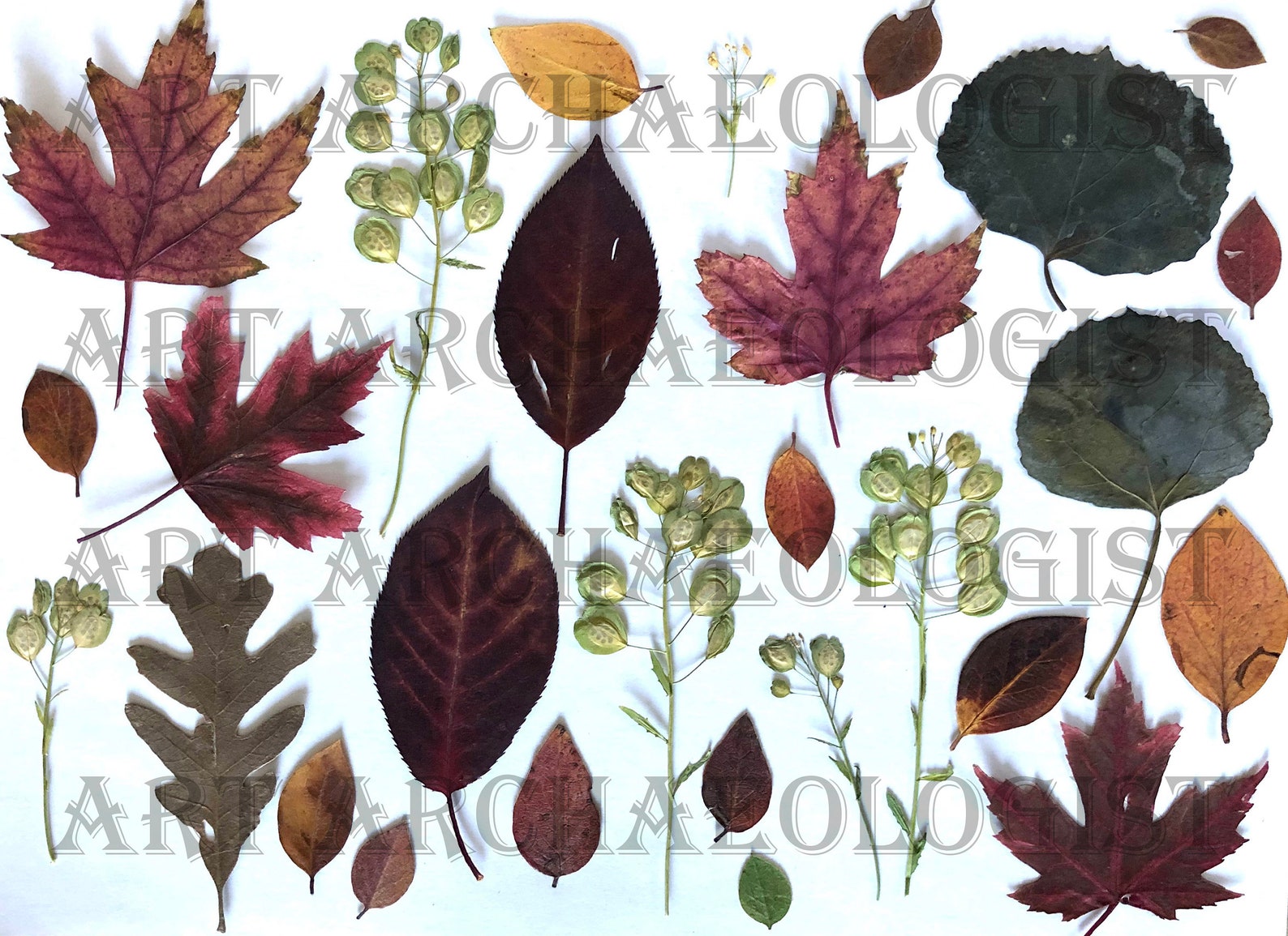 Pressed Leaf Printables. Leaf Photo Pages Kit 1. 30 - 8 X 11" Printable ...