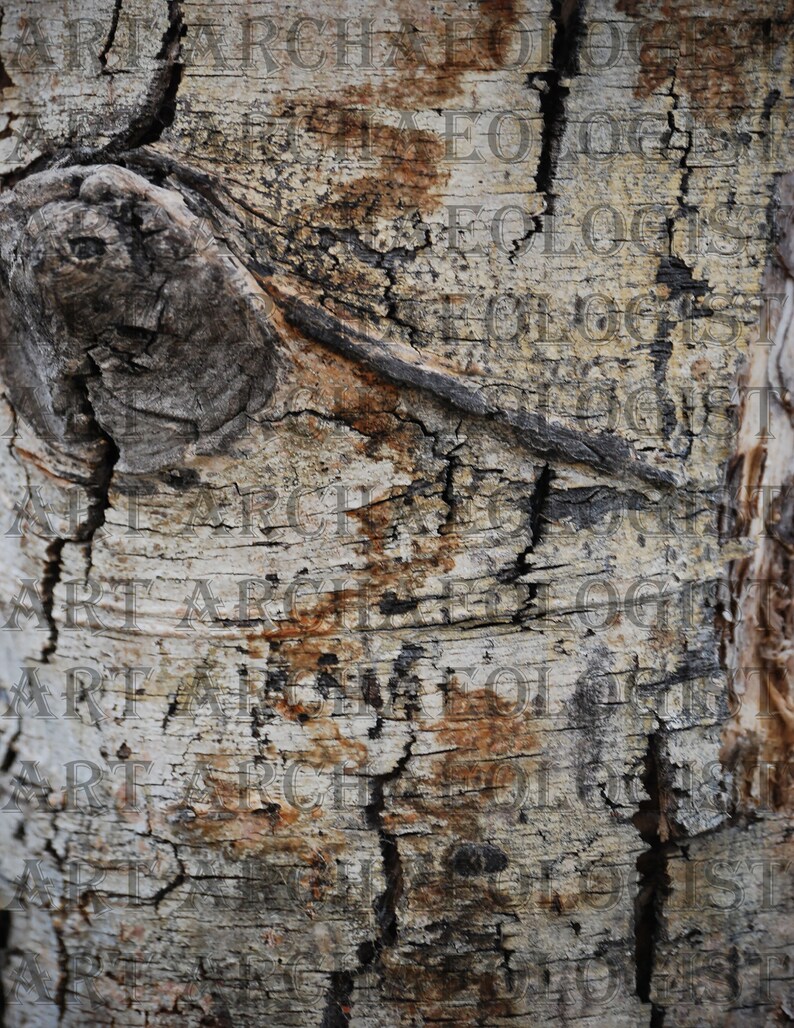 Aspen Tree Texture Kit 2 Designer Paper. Kit Includes 12 - 8.5 X 11 ...