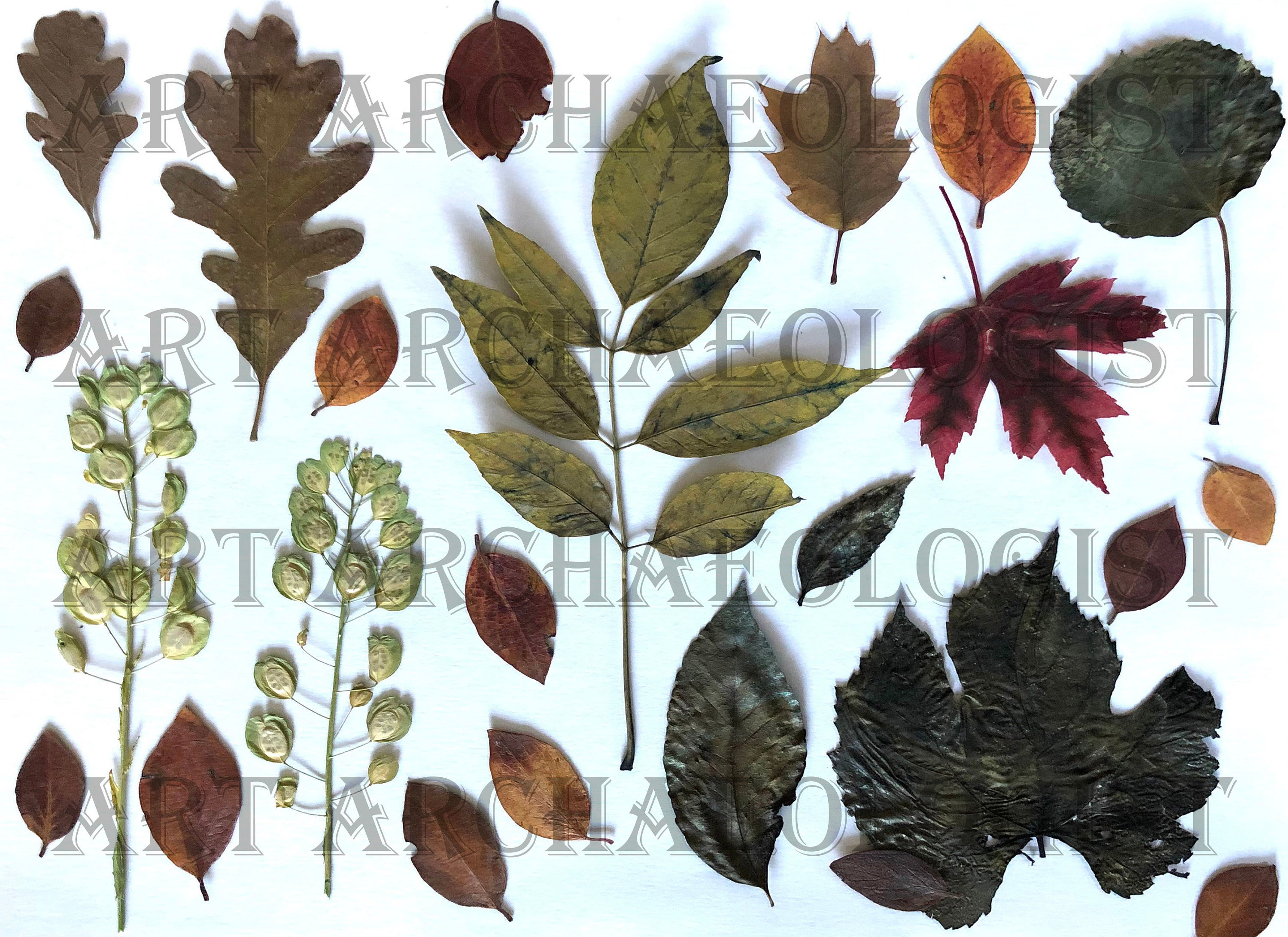 Pressed Leaf Printables. Leaf Photo Pages Kit 1. 30 8 X 11 Printable ...