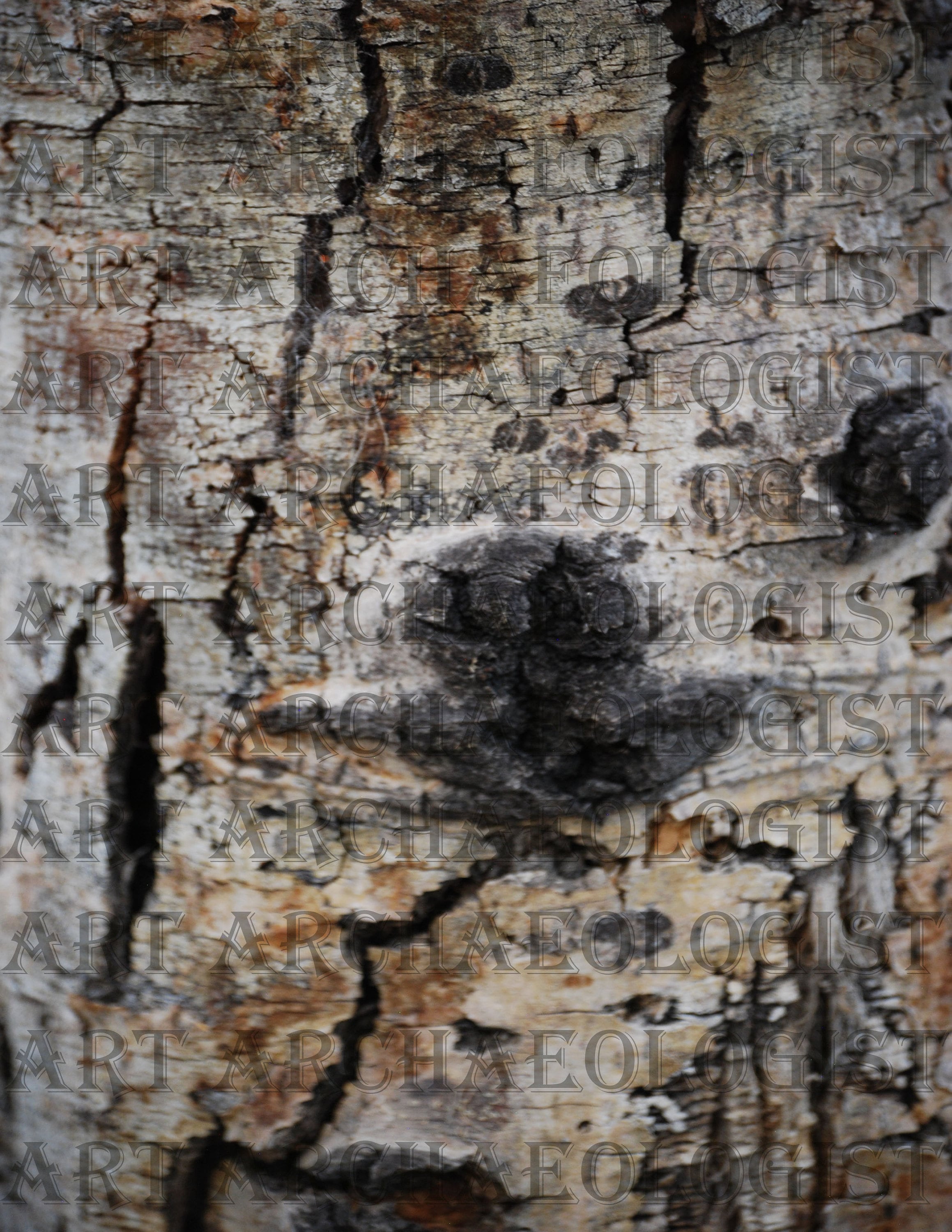 Aspen Tree Texture Kit 2 Designer Paper. Kit Includes 12 - 8.5 X 11 ...