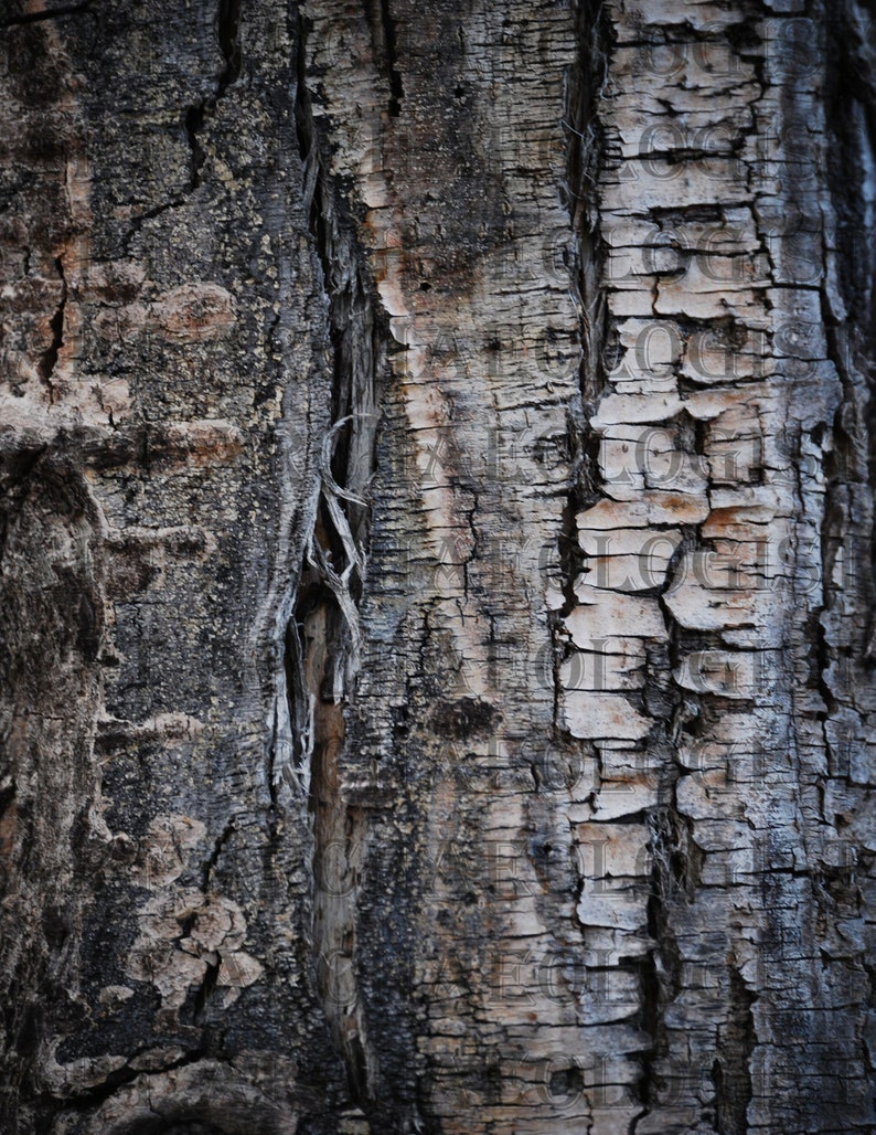 Aspen Tree Texture Kit 2 Designer Paper. Kit Includes 12 - 8.5 X 11 ...