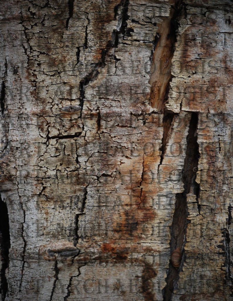 Aspen Tree Texture Kit 2 Designer Paper. Kit Includes 12 - 8.5 X 11 ...