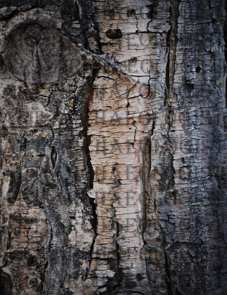 Aspen Tree Texture Kit 2 Designer Paper. Kit Includes 12 - 8.5 X 11 ...