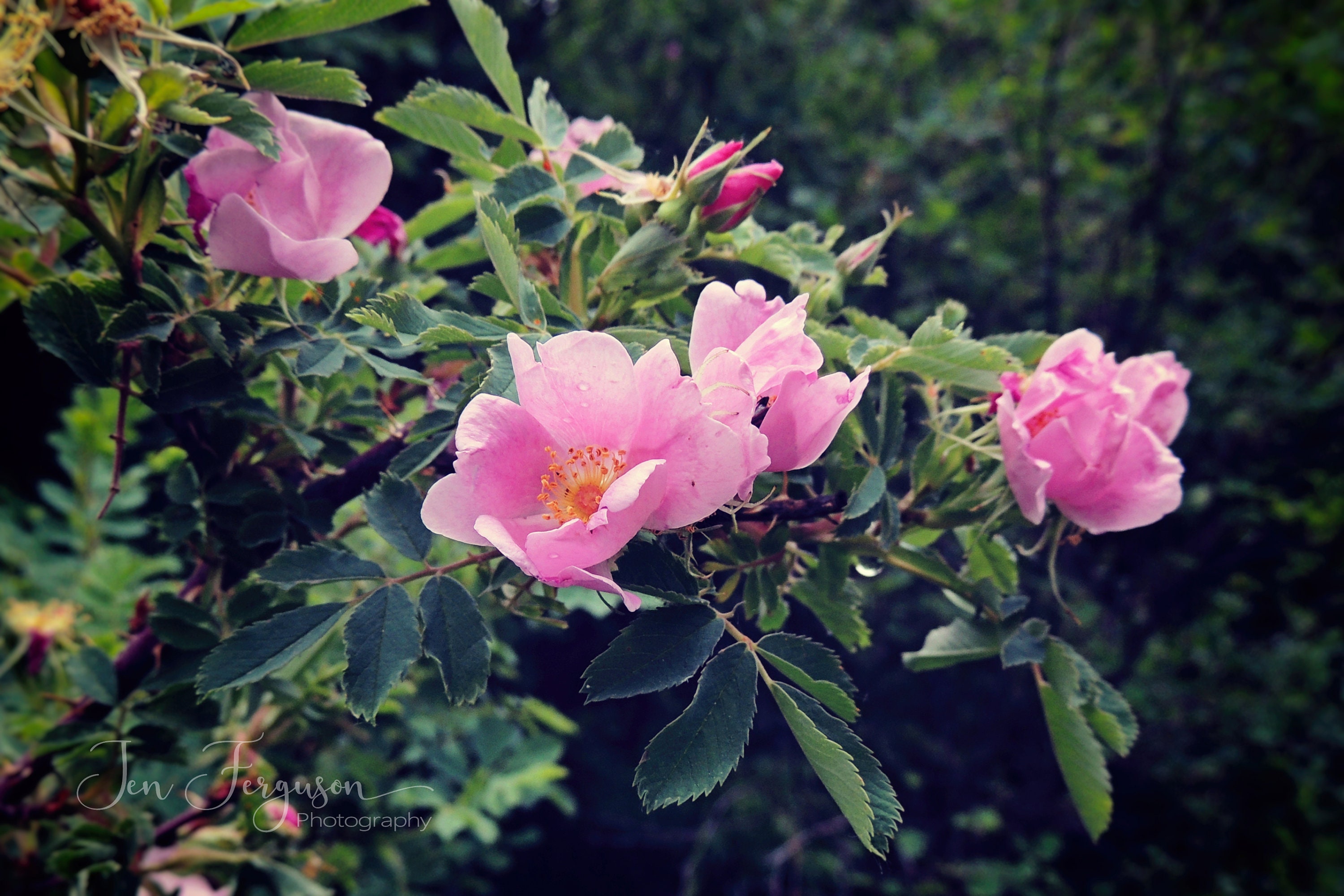 Alberta Wild Rose Craft