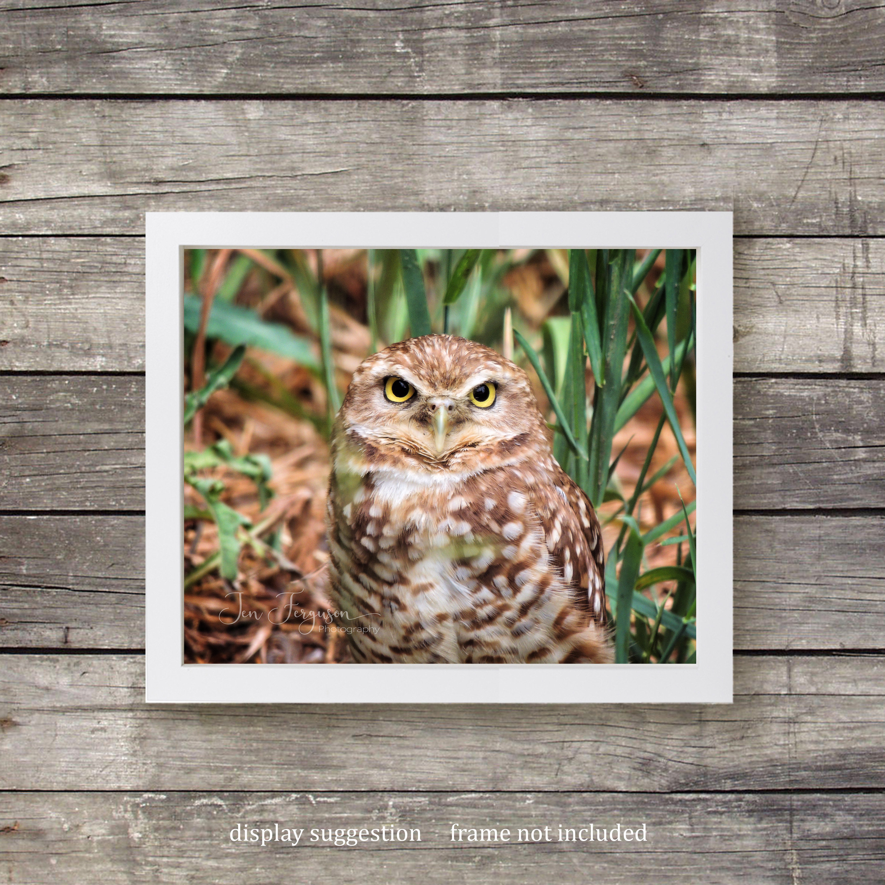 Burrowing Owl Photography Print Wildlife Photography Owl - Etsy