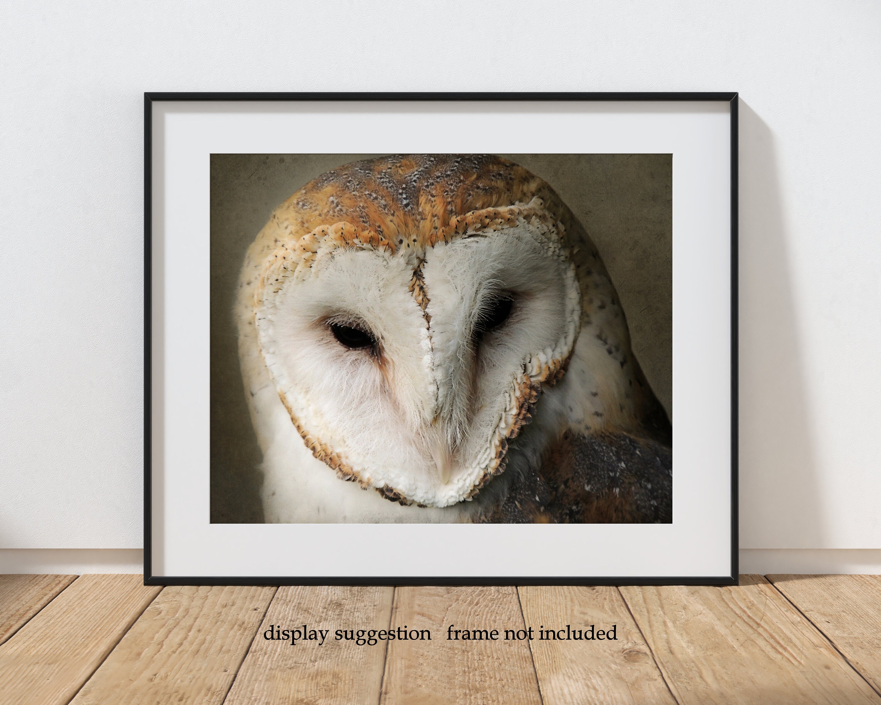 Barn Owl Photography Print Bird of Prey Photography Wildlife - Etsy