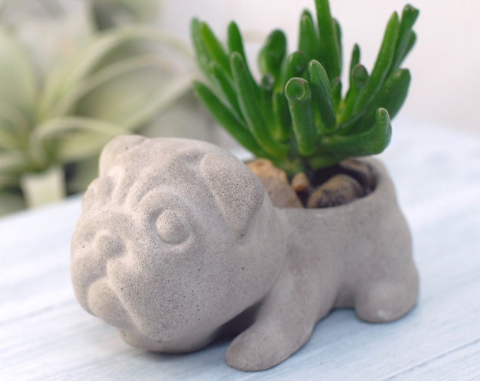 Pug Gift / Airplant Terrarium With Lucky Pug Buddha Sculpture in Zen ...