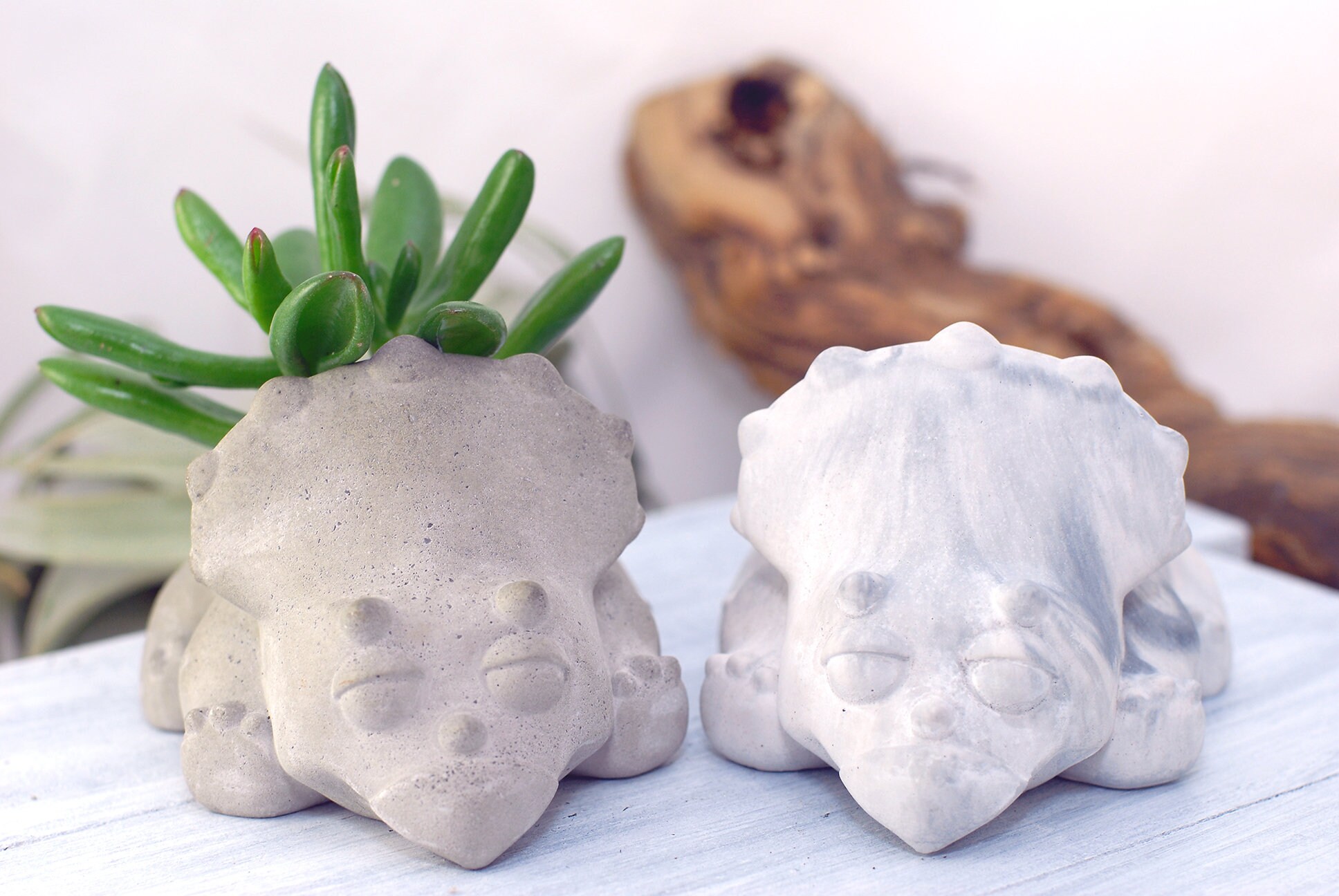 Triceratops Concrete Succulent Planter Medium Office - Etsy