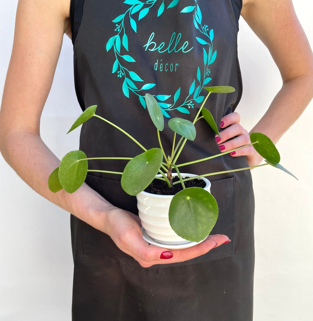 Chinese Money Plant in 4 White Ceramic Pot - Etsy