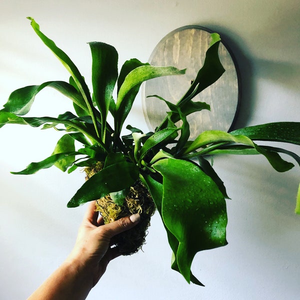 Staghorn Fern - Etsy