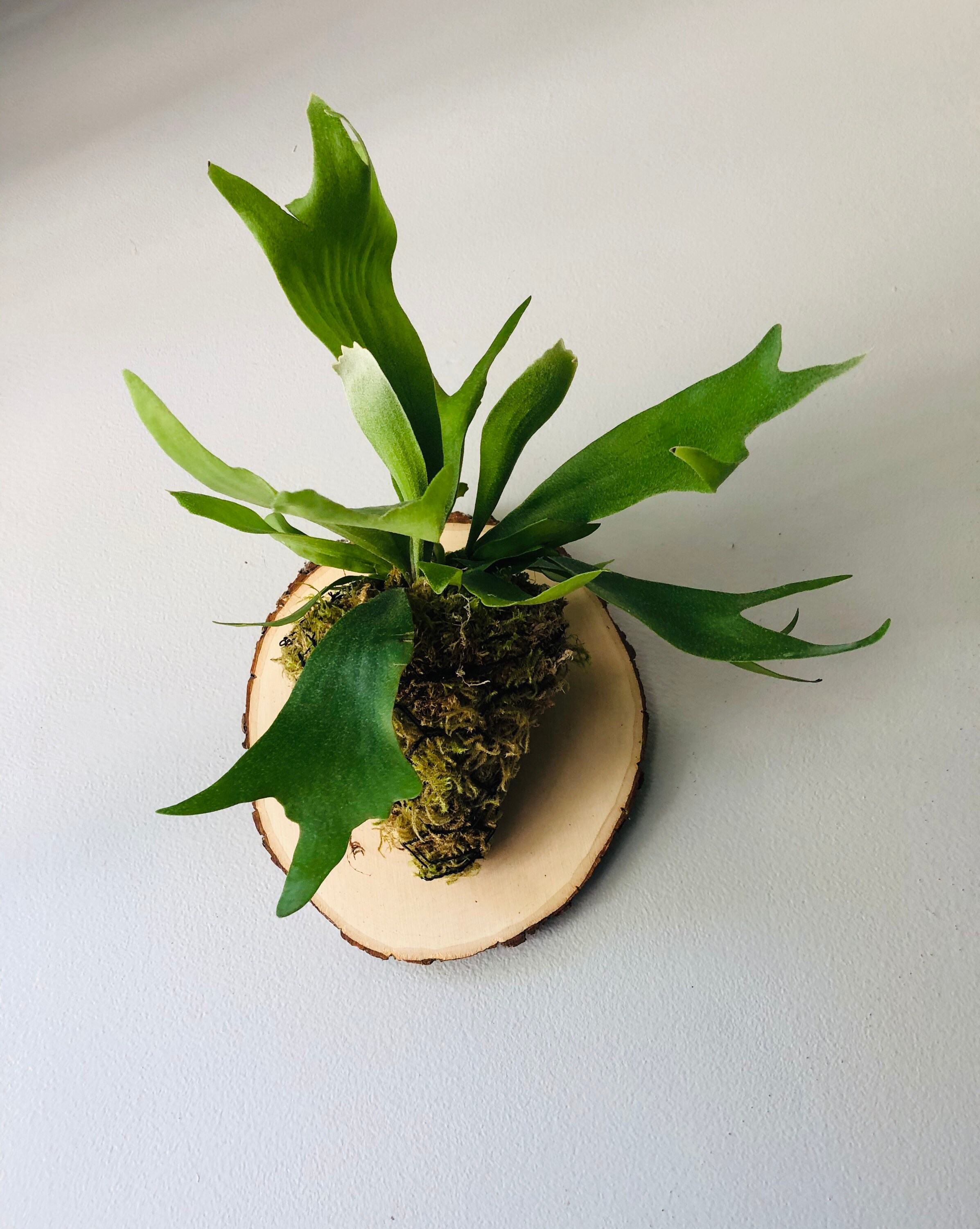 Staghorn Fern Mounted on Live Edge Wood Plaque to Mount on - Etsy