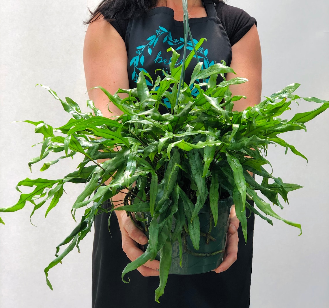 Kangaroo Fern Microsorum Diversifolium Kangaroo Paw Fern | Etsy