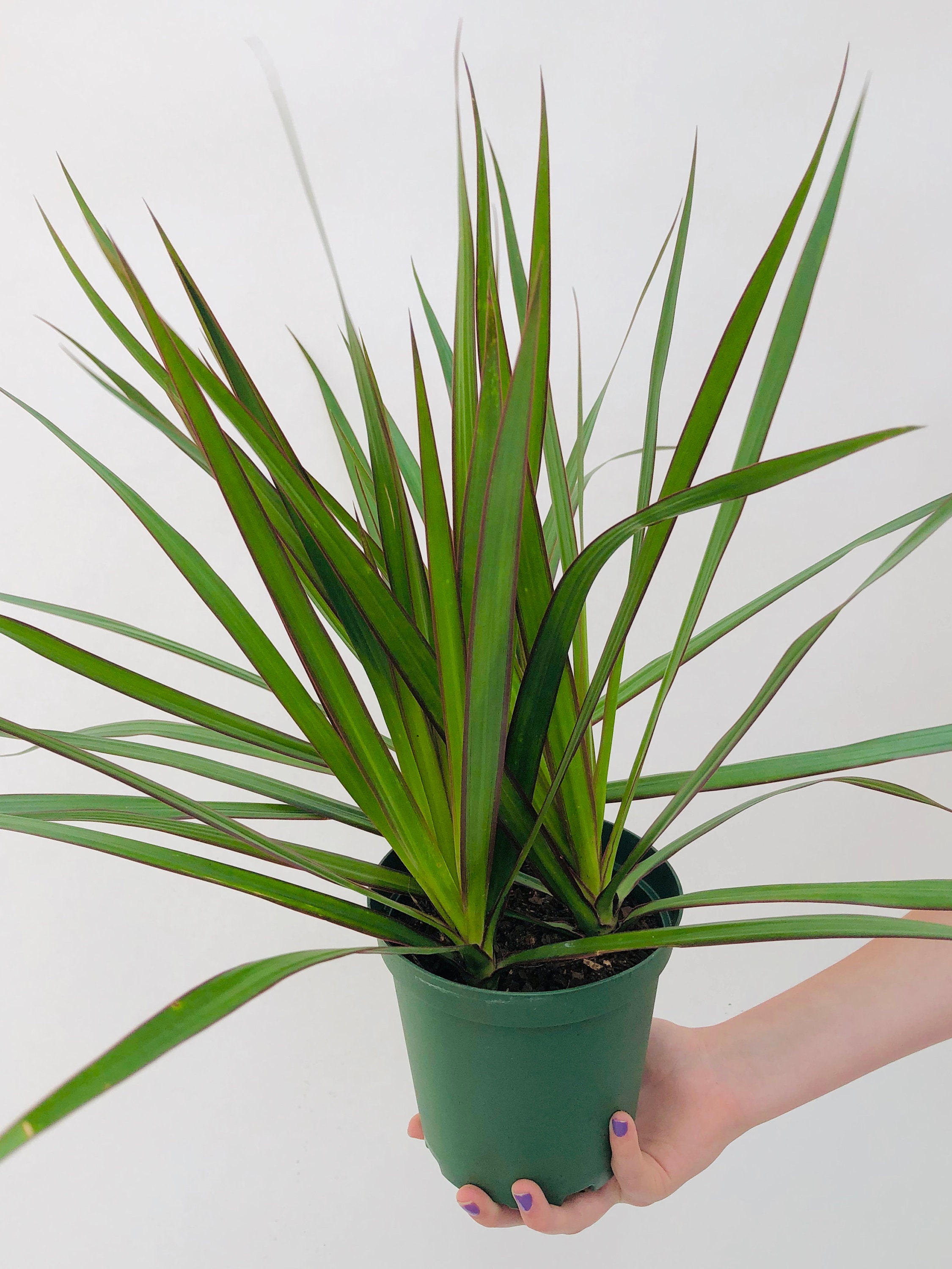 Madagascar Dragon Tree Plant 6 Nursery Pot Dracaena | Etsy