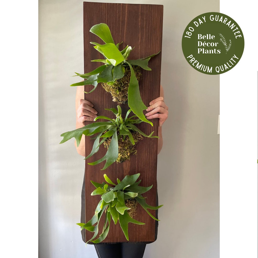 Three Large Wall Mounted Staghorn Ferns on a Custom Stained Pine Plaque ...