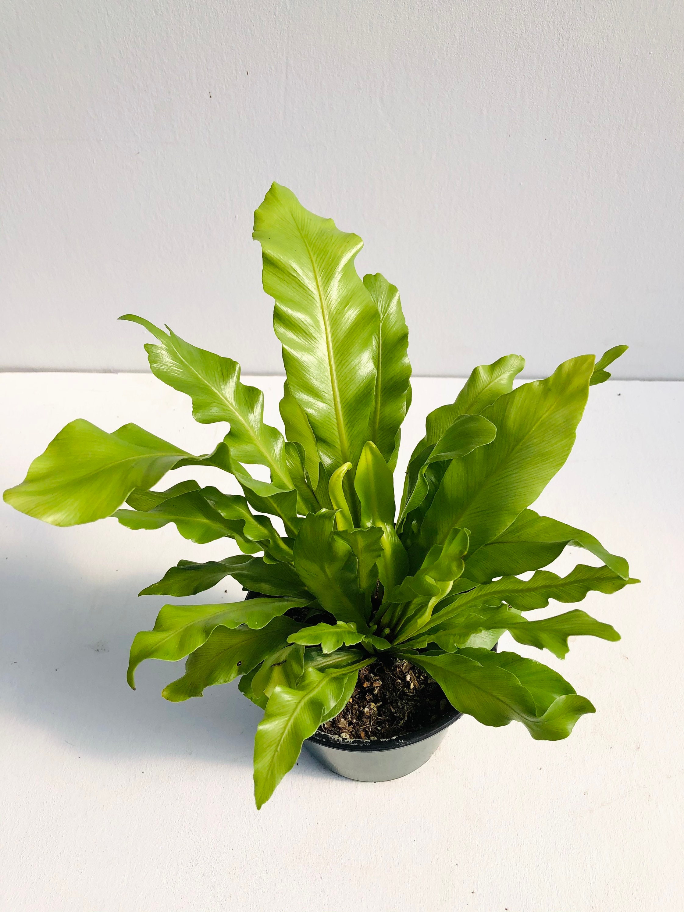 Champion Bird's Nest Fern / Asplenium Campio / Japanese | Etsy