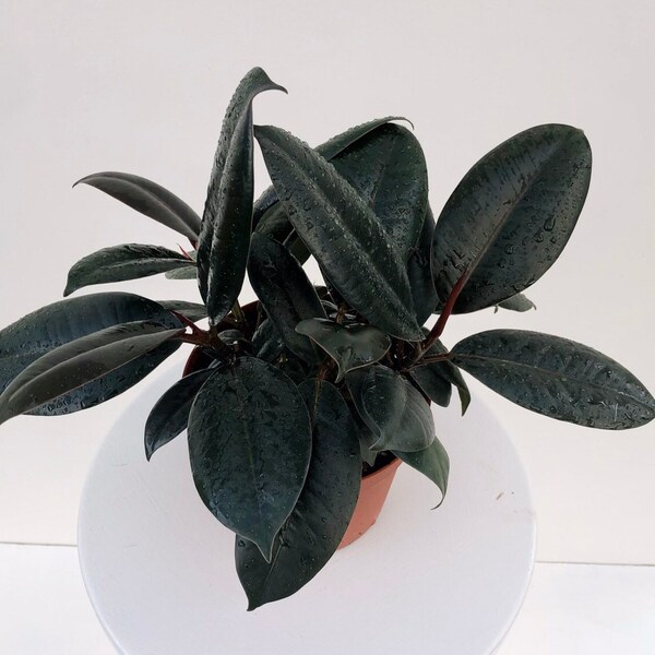 Rubber Plant Live - Etsy