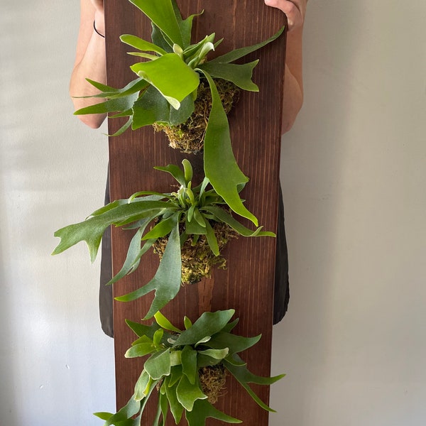 Mounted Staghorn Fern - Etsy