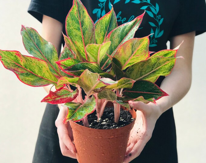 Aglaonema Firecracker/ Red Siam Live House Plant in 4" 0r 5" Nursery ...