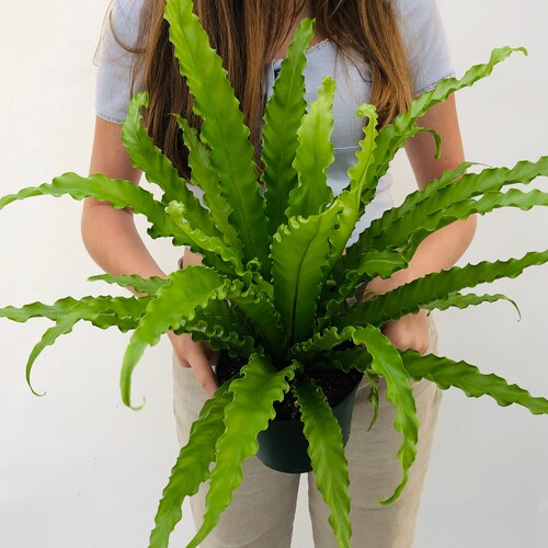 Austral Gem Fern Plant in 6 Inch Pot Asplenium Bird's - Etsy