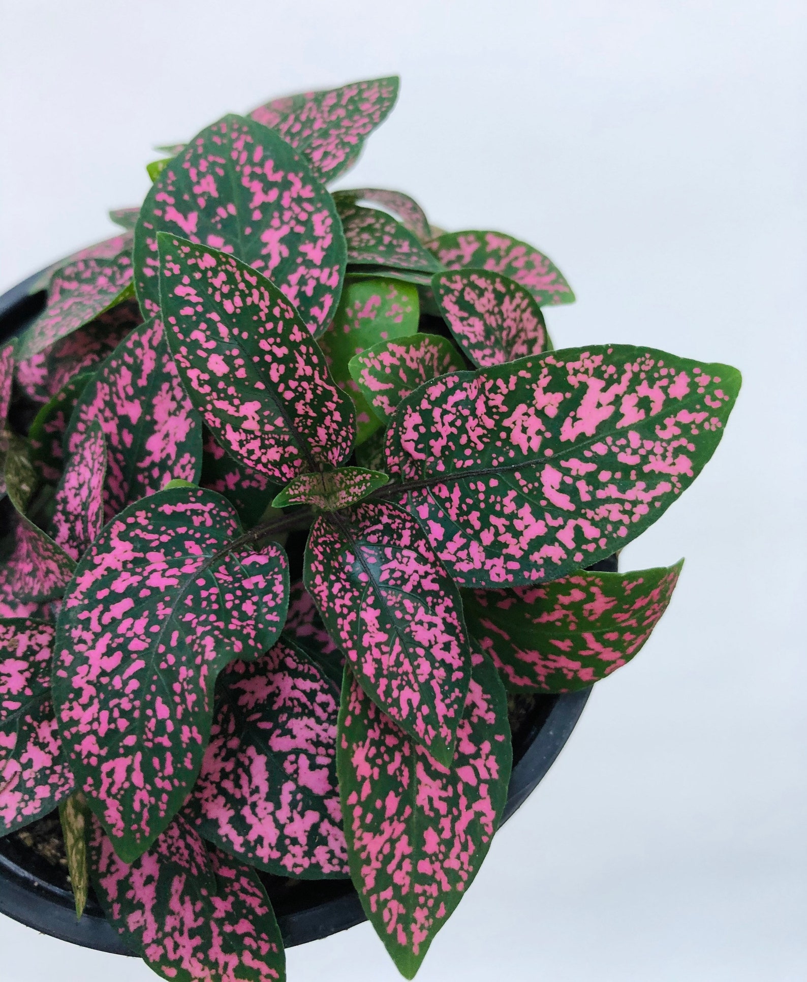 pink-polka-dot-plant-in-4-nursery-pot-with-soil-etsy