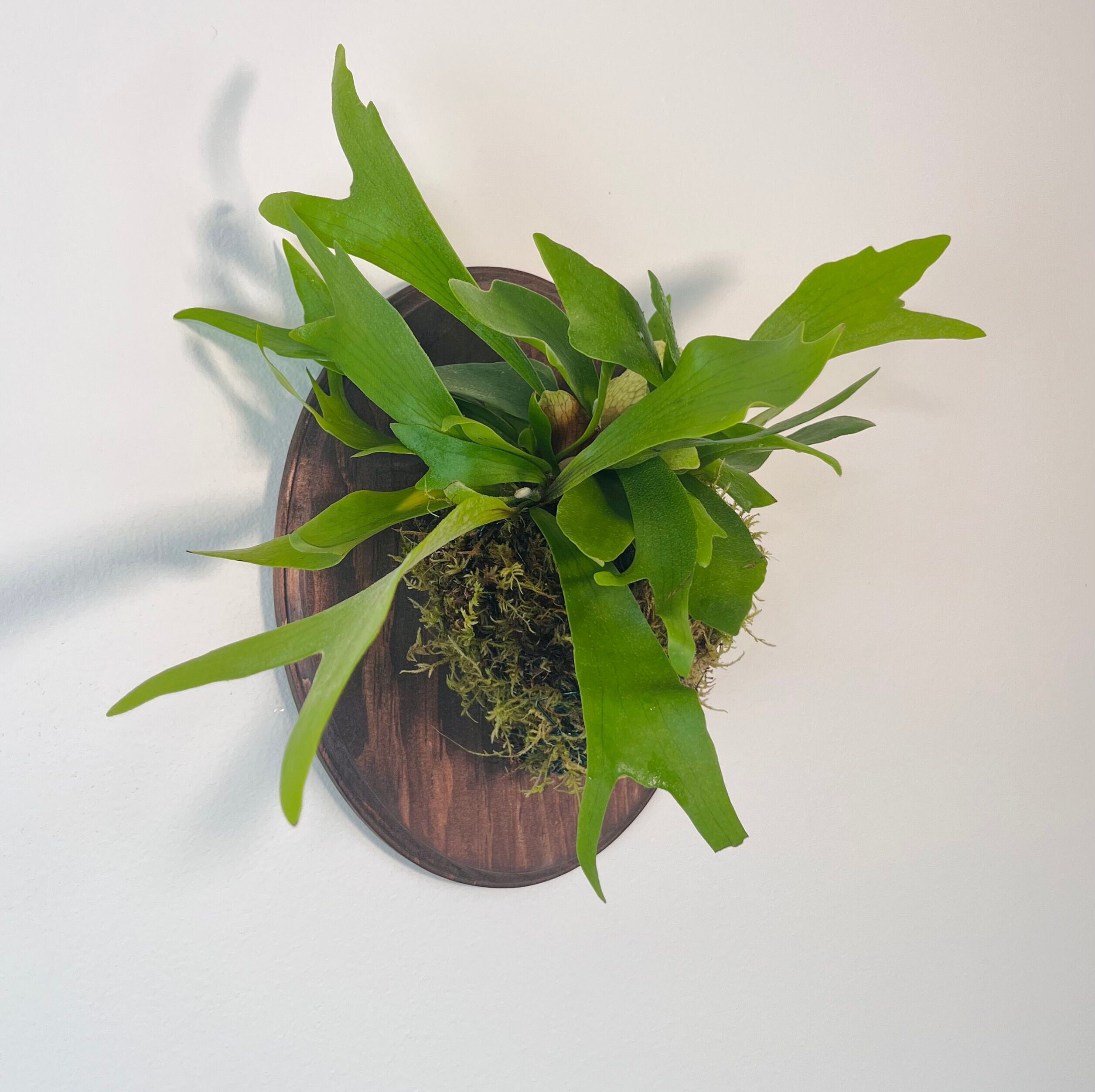 Staghorn Fern on Custom Wall Mounted Wood Plaque Easy Care - Etsy Canada