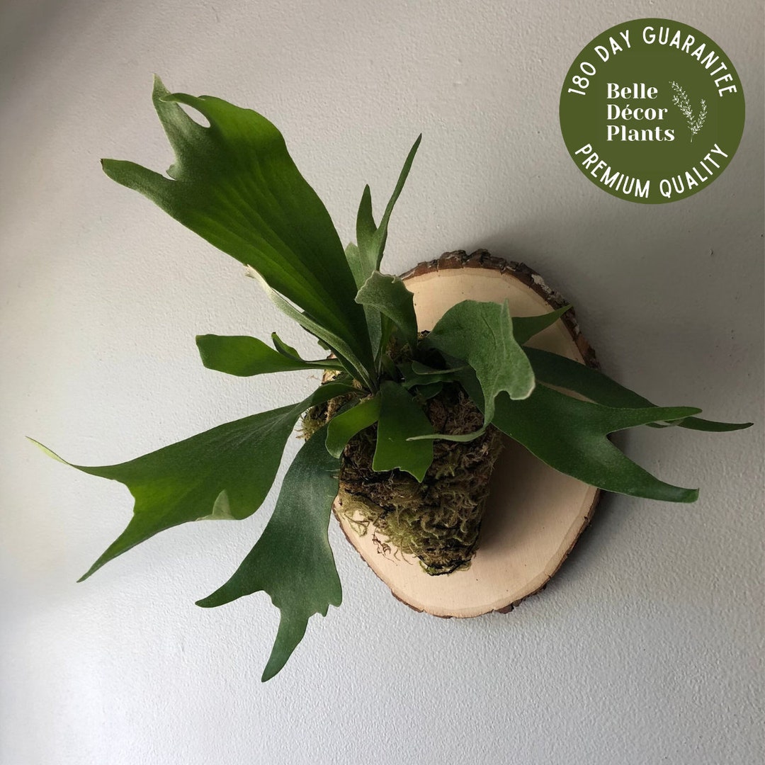Staghorn Fern Mounted on Live Edge Wood Plaque to Mount on Wall Easy ...