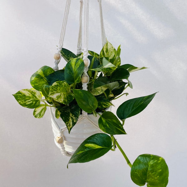 Pothos - Etsy