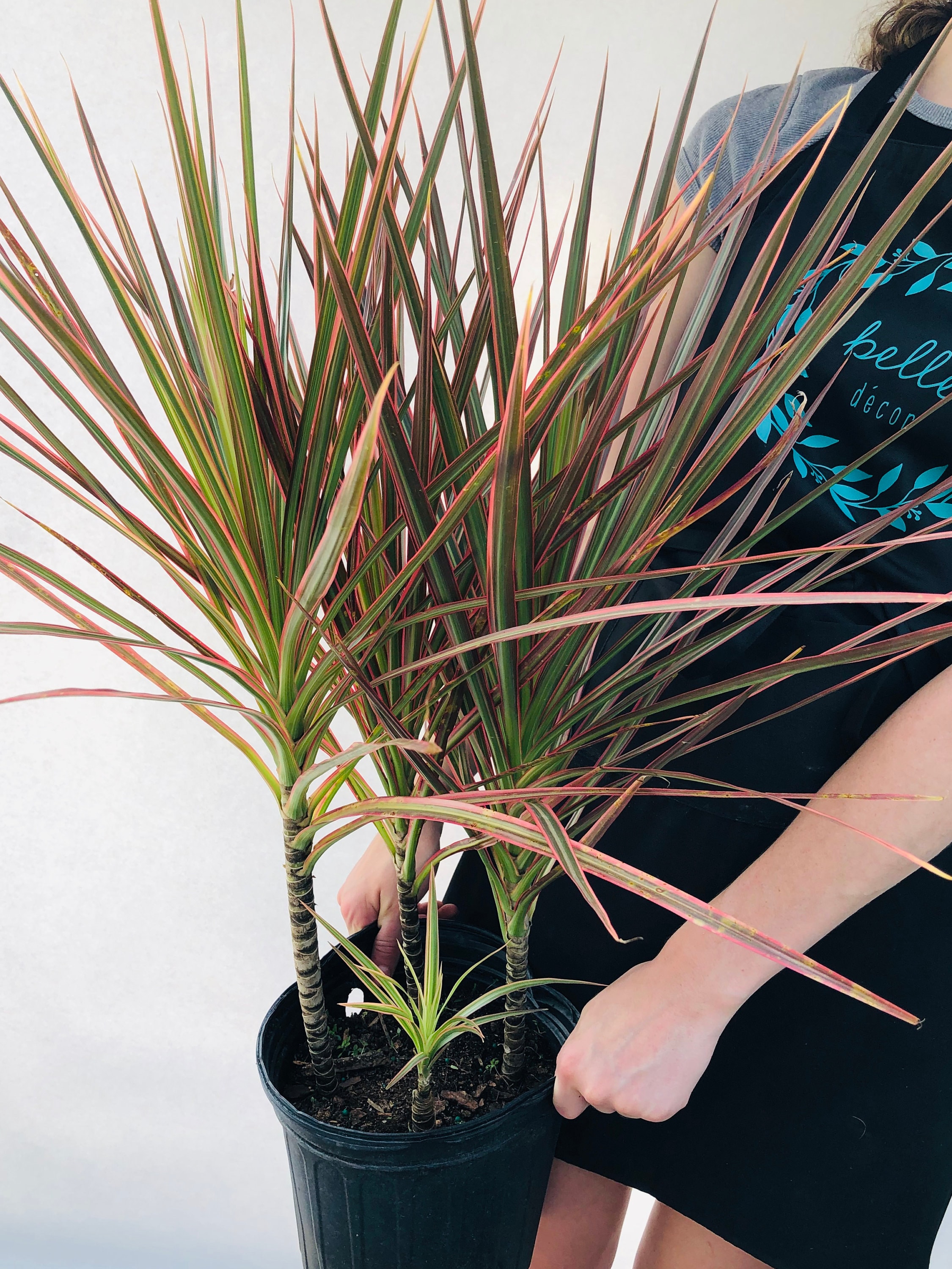 Dracaena Marginata Colorama
