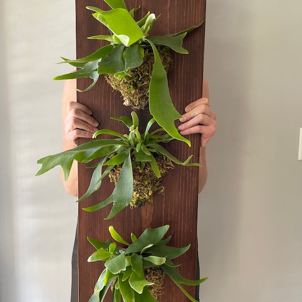 Mounted Staghorn Fern - Etsy