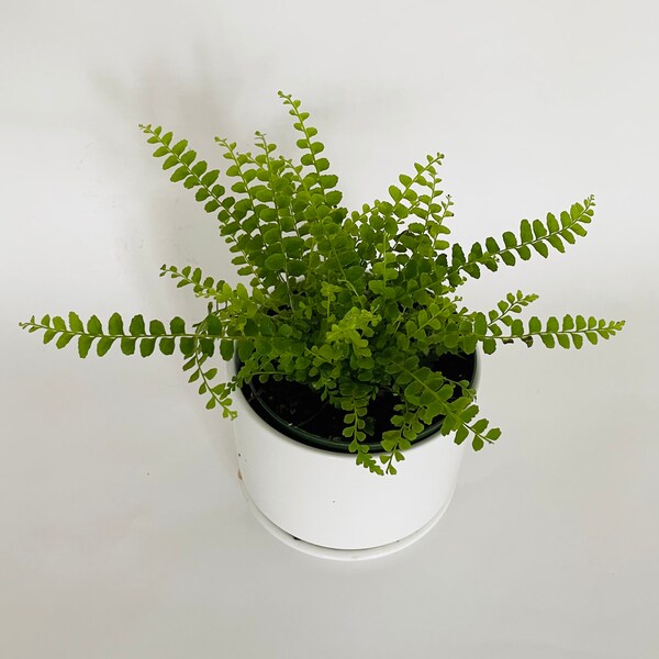 Button Fern - Etsy