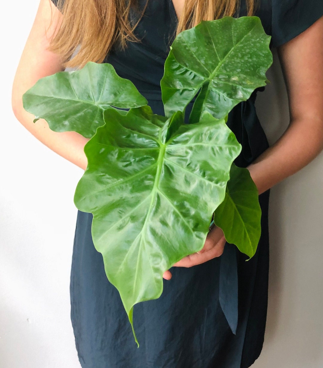Alocasia 'low Rider' Elephant Ear Plant in 6 Pot - Etsy