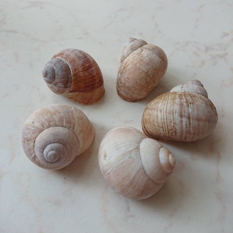 Snail Shells - Etsy