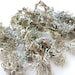 10gr Natural Lichen Moss, Natural Lichens, Dried Lichen Natural, DIY ...