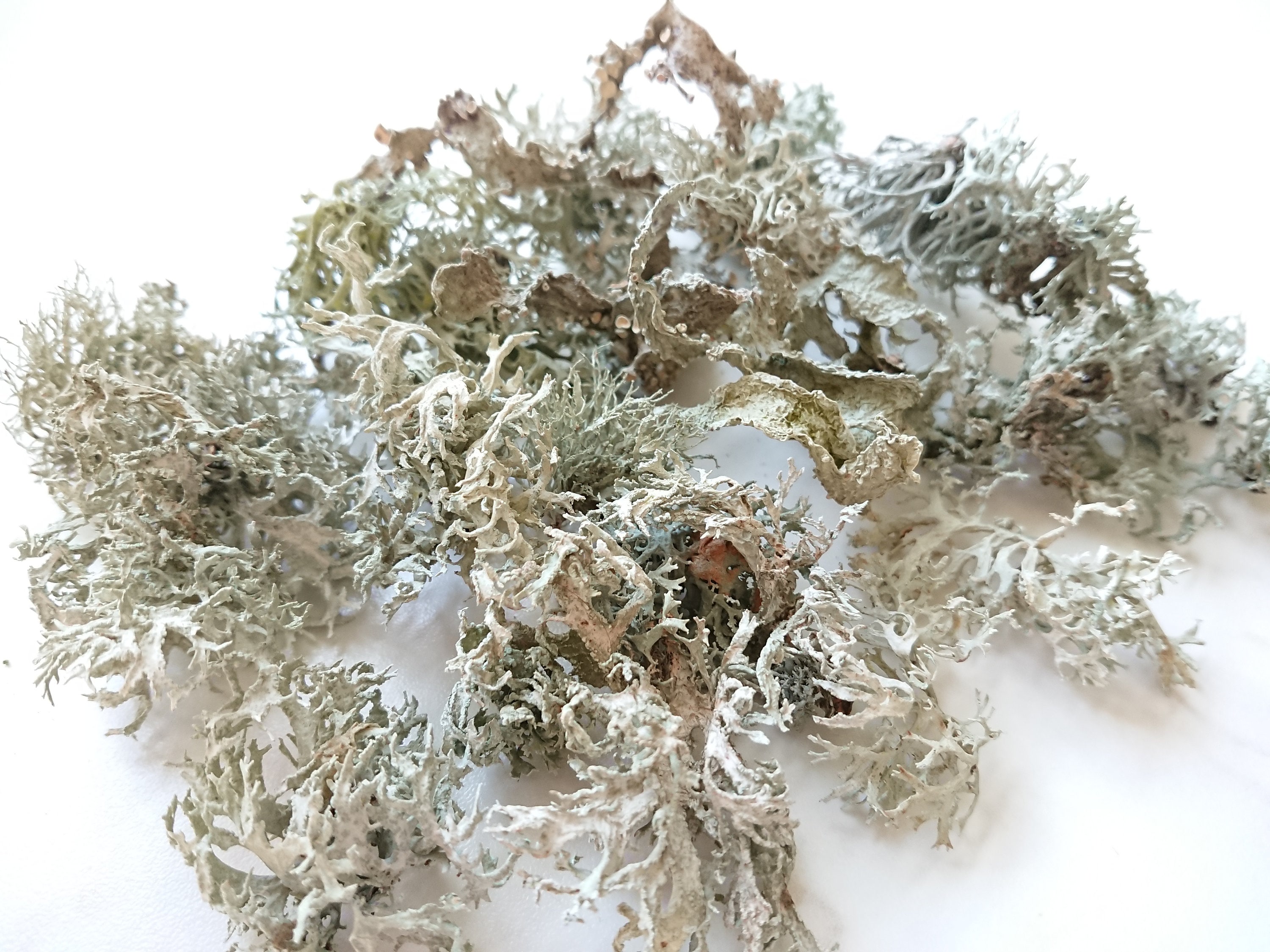 10gr natural lichen moss Natural lichens Dried lichen | Etsy