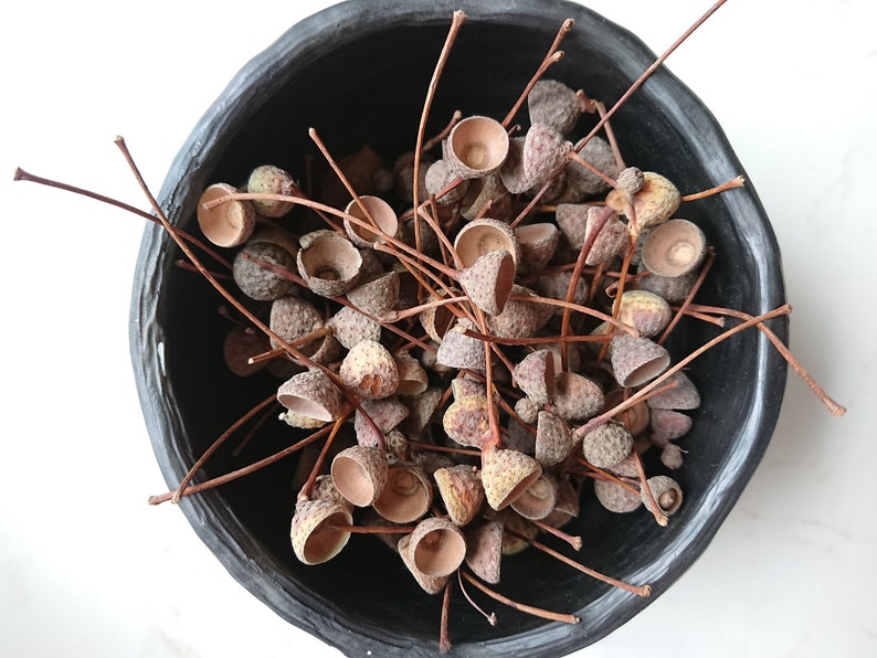 100 Pcs Small Acorn Caps, Natural Oak Hats, Jewelry Craft Supply ...