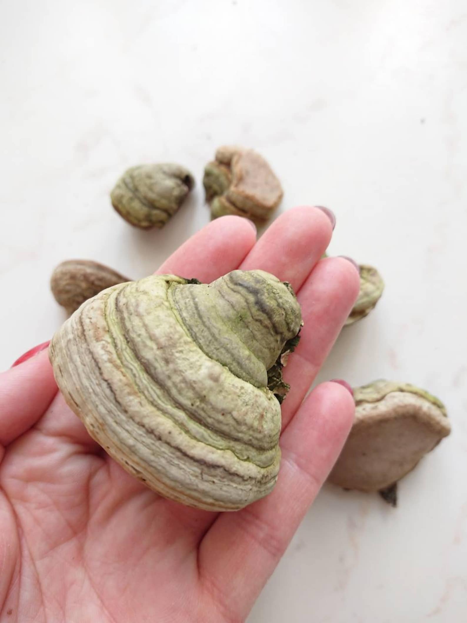 5pcs Small Fungus, Wood Birch Polypore, Dry Real Wood Fungi, Eco Forest ...