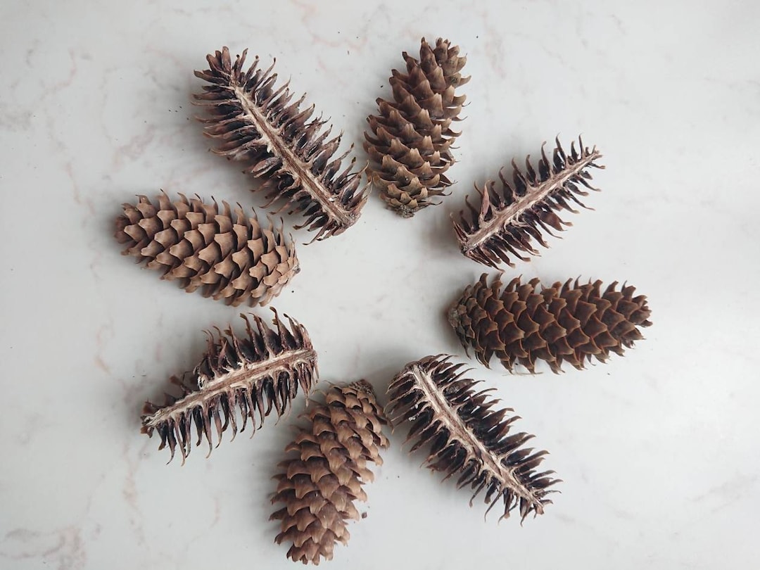10pcs Cut Spruce Cones, Big Fir Wooden Cones, Dry Natural Tree Cones ...