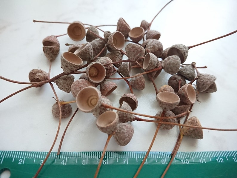 100 Pcs Small Acorn Caps, Natural Oak Hats, Jewelry Craft Supply ...