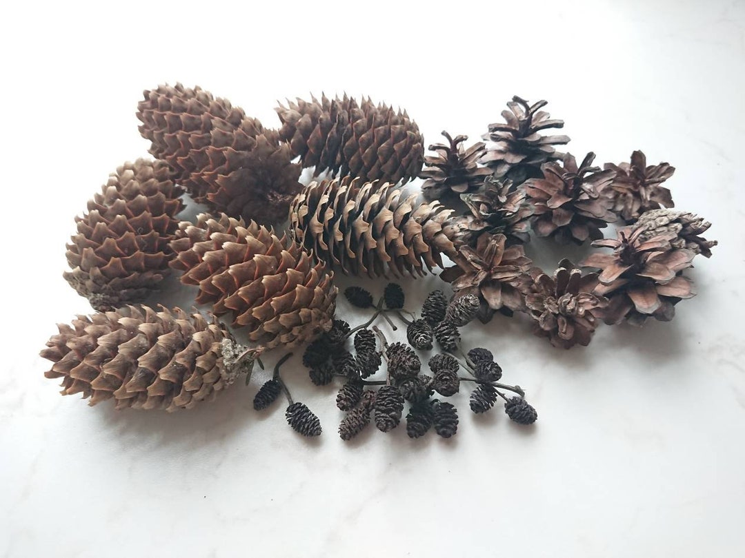 Natural Cones Mix Dry Tree Cones Set Basic Christmas Wreath - Etsy