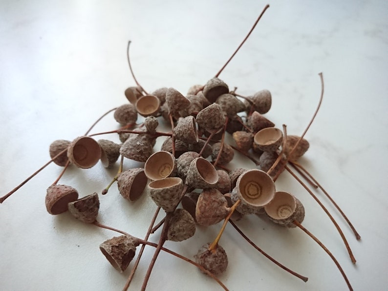100 Pcs Small Acorn Caps, Natural Oak Hats, Jewelry Craft Supply ...