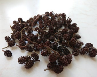 50 Pcs Alder Cones Small Pinecones Terrarium Kit Dry | Etsy