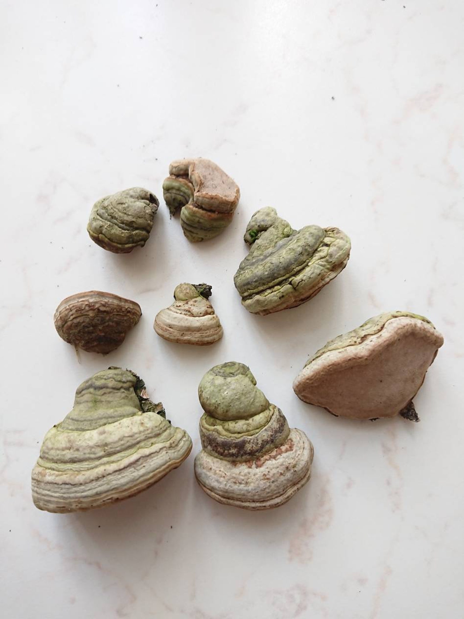 5pcs Small Fungus, Wood Birch Polypore, Dry Real Wood Fungi, Eco Forest ...