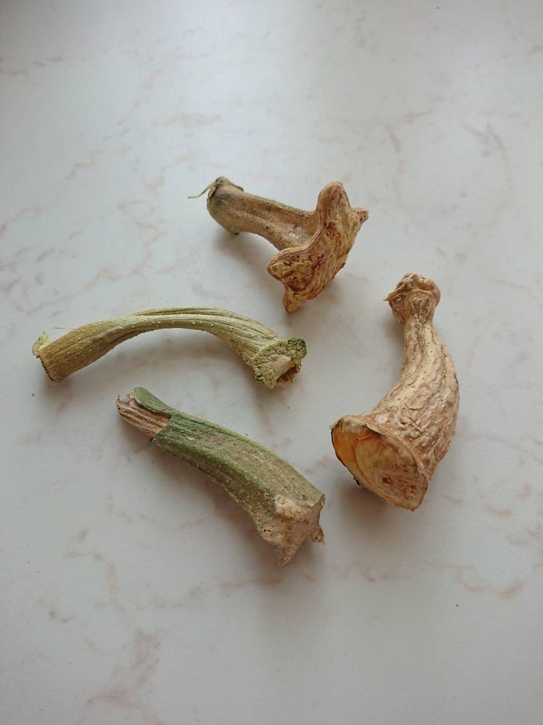 2 Real Big Pumpkin Stems, Natural Pumpkin Tops, Dry Pumpkin Stems ...