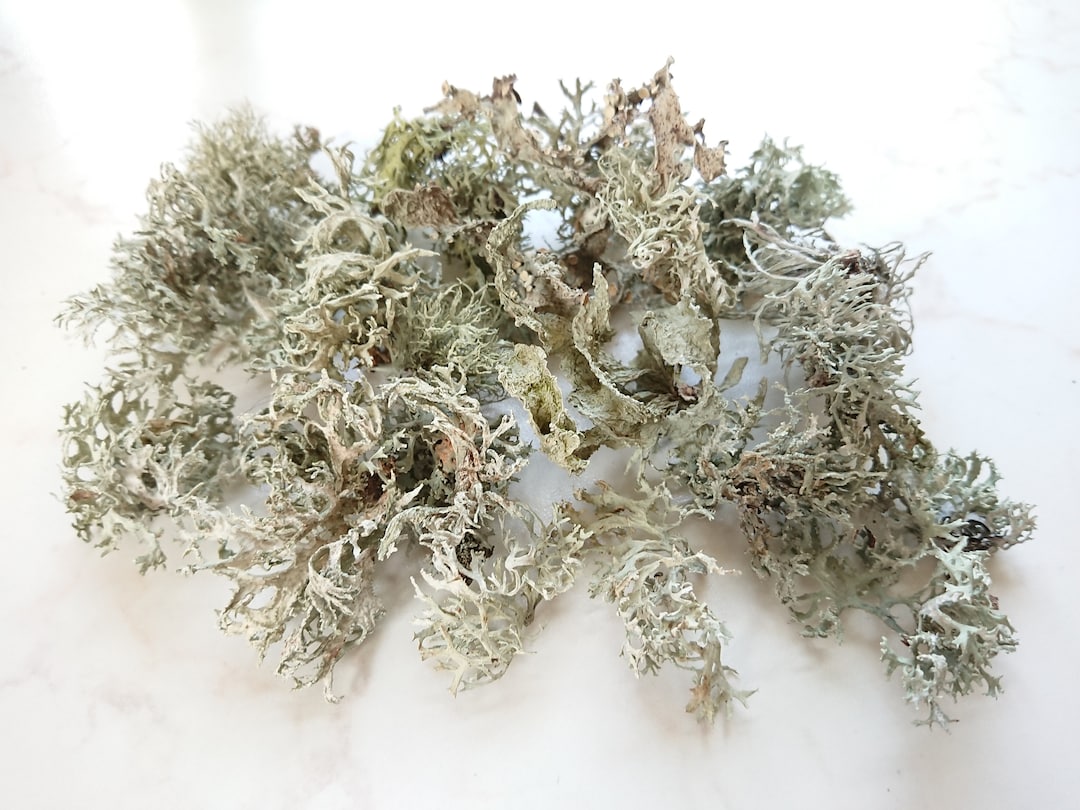 10gr Natural Lichen Moss, Natural Lichens, Dried Lichen Natural, DIY ...